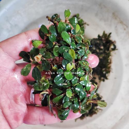Jual Bucephalandra mini / buce mini - Kota Medan - aquashrimpmedan ...