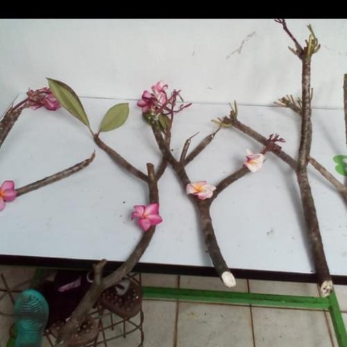 Promo jual bibit stek batang kamboja//bunga kuning/ bunga pink - Kab ...
