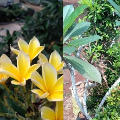 Jual PROMO!!pohon kamboja bali bunga kuning//tinggi 1 meter - Kota ...