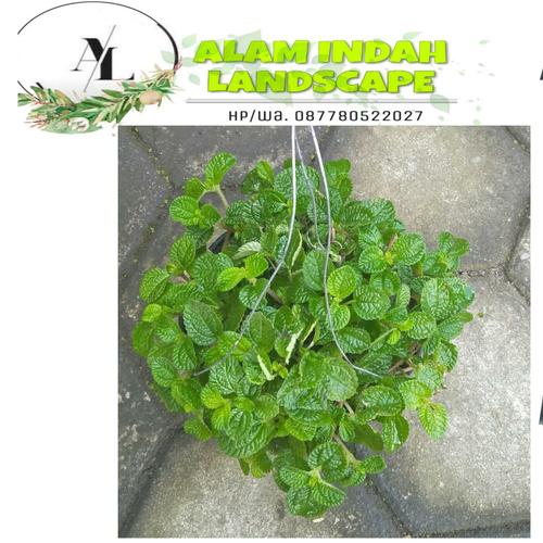 Jual Tanaman Gantung Daun Mint - pot putih - Jakarta Utara - alam indah ...
