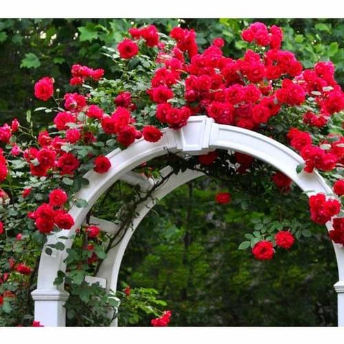 Jual Bibit / Benih Bunga Mawar Rambat Red Climbing Rose Isi 20 Biji ...
