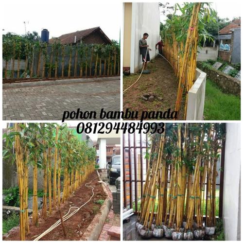 Jual Bambu panda / tanaman bambu kuning /pohon bambu pagar - Kota Bogor ...