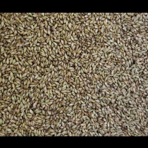 Jual Benih Rumput Brachiaria humidicola - decumbens - hybrid ...