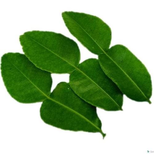 Jual Daun Jeruk-100 Gram - Jakarta Barat - yourchoiceindo | Tokopedia
