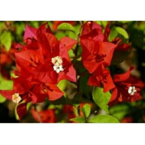 Jual Bibit Bugenvil Merah - Kota Kediri - TORSERBAADA | Tokopedia