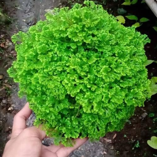 Jual tanaman hias rumput papua/lumut ambon - tanaman indoor outdoor ...