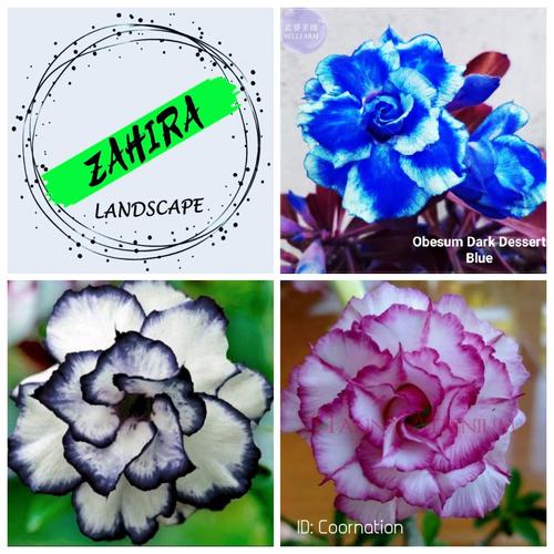 Jual Paket (C.3) 3 Bibit Kamboja Adenium Bunga Tumpuk - Tanaman Hias ...