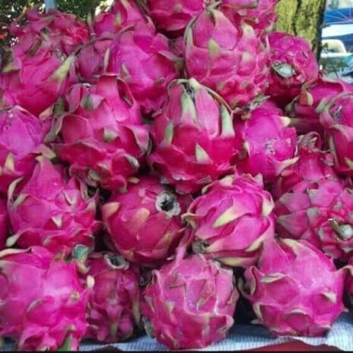 Jual BUAH NAGA MERAH 1KG - Jakarta Selatan - Keanu Fruits | Tokopedia