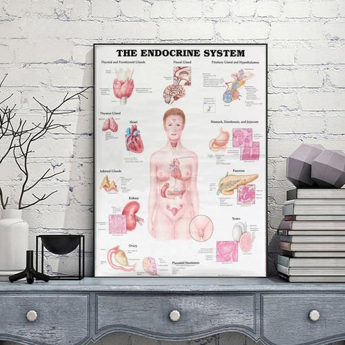 Jual ENDOCRINE SYSTEM POSTER (66x51cm) ANATOMICAL CHART HUMAN BODY ...