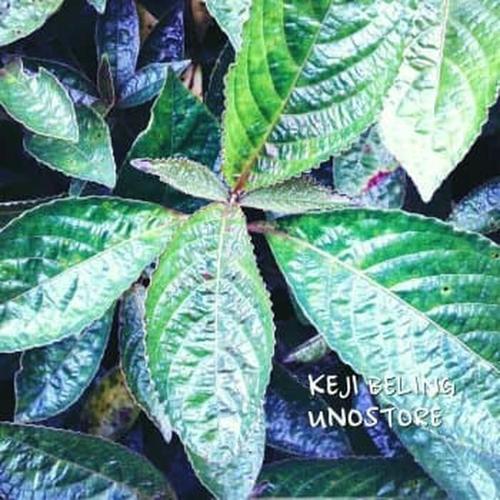 Jual 100 GRAM DAUN KEJI BELING / PECAH BELING SEGAR DAUN HERBAL - Kab ...