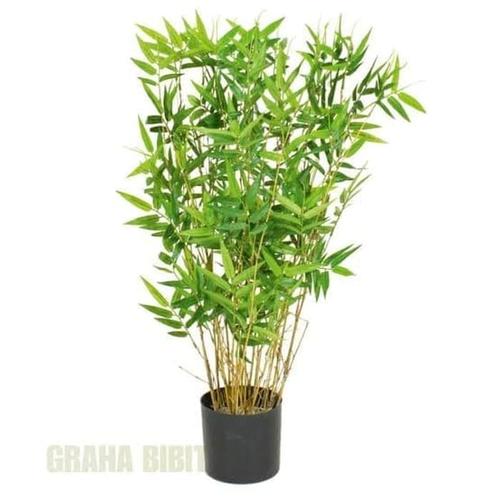 Jual Tanaman Hias Bambu Kuning Mini + Pot - Kab. Bogor - zaky online ...