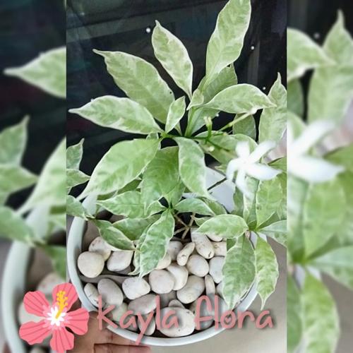 Jual tanaman melati jepang/tanaman melati rembusa/tanaman hias/tanamn ...