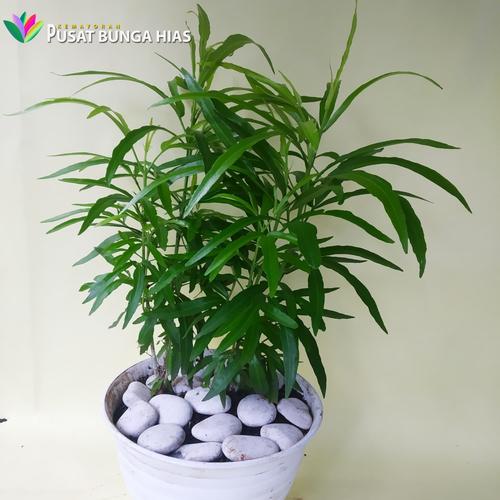 Jual Tanaman anti nyamuk / zodia / Tanaman hias - Jakarta Utara - Pusat ...