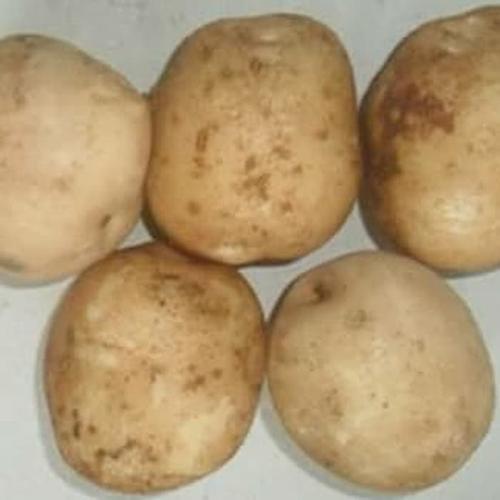 Jual Kentang Segar 500 gram - Kab. Pangandaran - Danantara Store ...