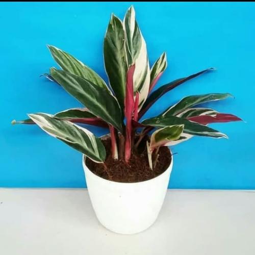 Jual tanaman meranti bali,pohon calathea meranti bali - Kab. Bogor ...
