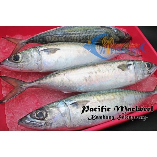 Jual Ikan Slungsung - Pacific Mackerel Frozen - 700-800 - Kota Denpasar ...