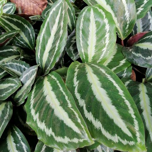 Jual Tanaman Hias Calathea Silver Back - Tanaman Calathea Silver back ...