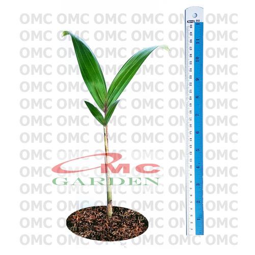 Jual Tanaman Hias Palm Palem Raja Roystonea Regia Bibit - Kota Depok ...