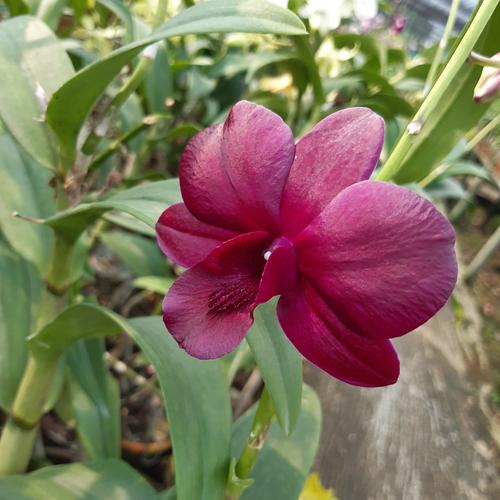 Jual Tanaman hias anggrek bunga merah maron - tanaman dendrobium merah ...