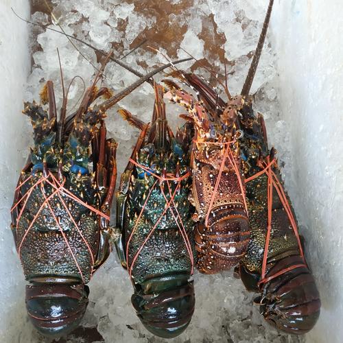 Jual LOBSTER JUMBO SEAFOOD BESAR FRESH / FROZEN 1KG ISI 2-4 EKOR ...