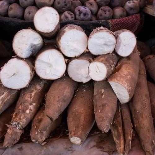Jual SINGKONG UBI KAYU KETELA POHON BOGOR (MENTAH) PER KG - Jakarta ...