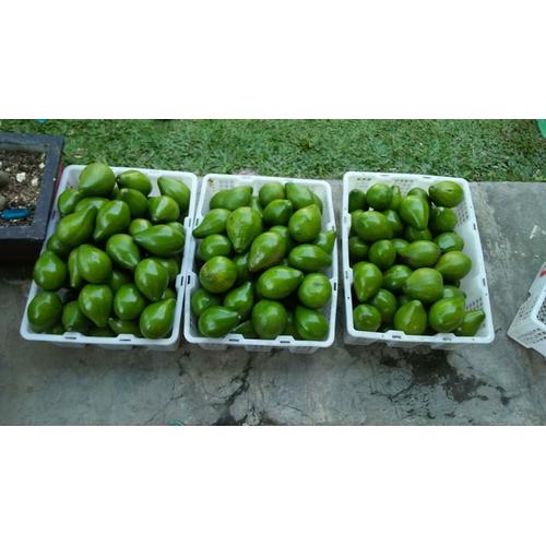 Jual ALPUKAT MENTEGA JUMBO KEMASAN 5 KG ( 1KG ISI 3 ATAU 2 KG ISI 5 ...