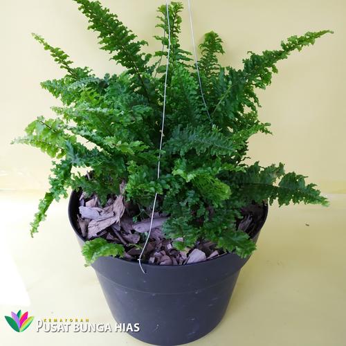 Jual Tanaman pakis kribo / pakis boston / Tanaman hias anti polusi ...