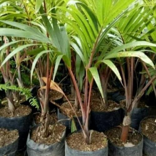 Jual Pohon Palem Botol/ Bibit Tanaman Hias-Pohon Palem Botol - Kab ...