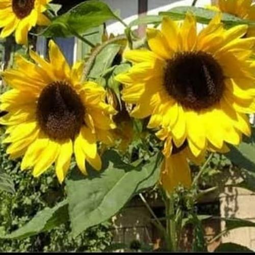 Jual Pohon Bunga Matahari-Bibit Tanaman Bunga Matahari Besar - Kab ...