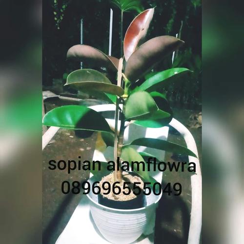 Jual tanaman hias ficus elastika - beringin karet - pohon herbal - Kab ...
