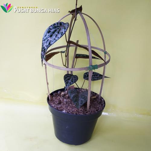 Jual Tanaman obat / Sirih merah / Tanaman Toga / Herbal - Jakarta Utara ...