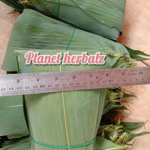 Jual Daun bambu bungkus bacang super besar - Jakarta Barat - PLANET ...