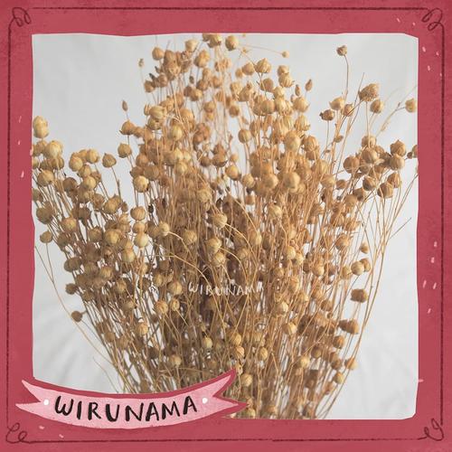 Jual BUNGA KERING LINO NATURAL NAT CORIANDER RUSTIC DRIED FLOWER IMPORT ...