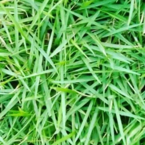 Promo promo!!rumput jepang/rumput taman/rumput jepang - Kota Depok - CV ...