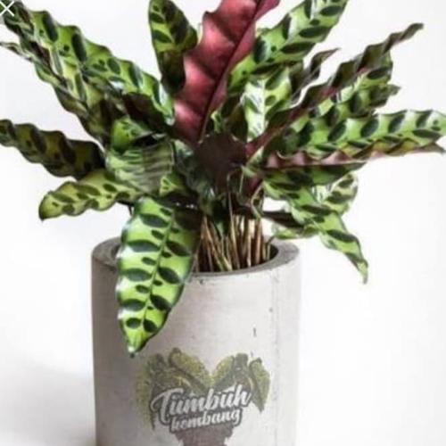 Jual tanaman hias lancifolia atau meranti bulu ayam - Kab. Bogor ...