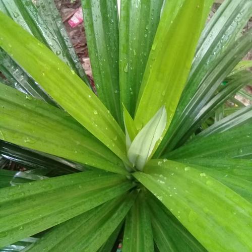 Jual pohon pandan wangi - Kota Tangerang - herbalsega | Tokopedia