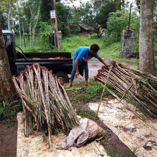 Jual pohon bambu jepang perbatang - Kab. Bogor - Plaza tanaman | Tokopedia