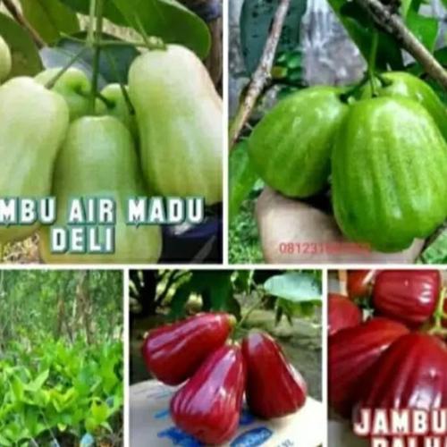 Jual paket jambu air kiojok dalhari madu Deli merah madu Deli hijau ...