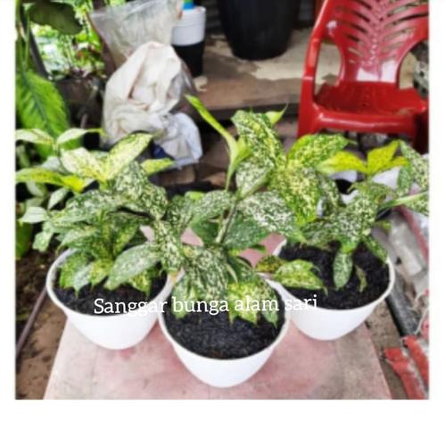 Jual TANAMAN HIAS GRASENA FLORIDA / BAMBU MINI + POT TAWON PUTIH ...