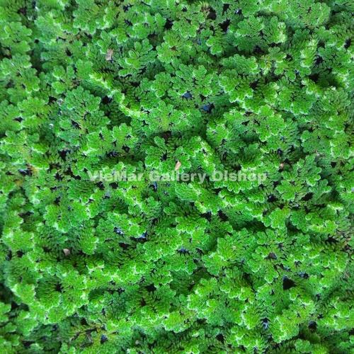 Jual Indukan / Bibit Azolla Microphylla Segar (Alternatif Pakan Ternak ...