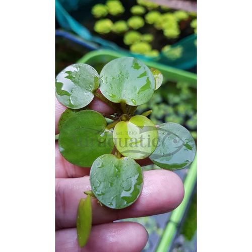 Promo TANAMAN AIR FROGBIT APUNG LIMNOBIUM LAEVIGATUM AMAZON FROGBIT ...