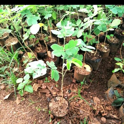 Jual Pohon Trembesi/Bibit Trembesi Murah/Terembesi - Kab. Bogor ...