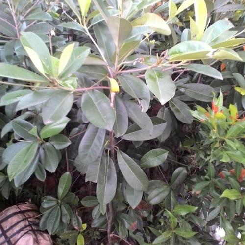 Jual Pohon Tanaman Sawo Kecik Kota Bekasi Lalaflorist Tokopedia