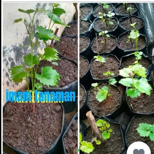 Jual paket 3 pohon anggur hitam - Kab. Bogor - .... . TUTUP ...
