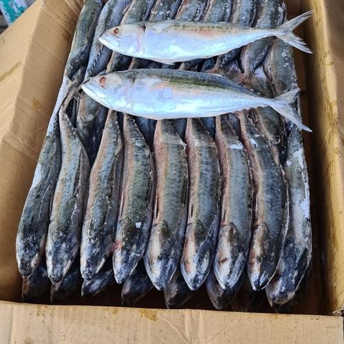 Jual IKAN KEMBUNG BANJAR FROZEN/BEKU - Kota Denpasar - IKAN FROZEN BALI ...