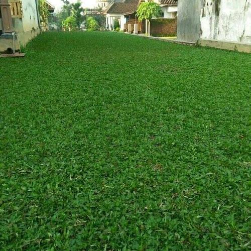 Jual Rumput Gajah Mini Super || Taman Rumah Rumput Gajah - Kab. Bogor ...