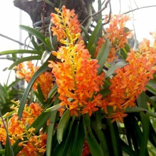 Jual Anggrek Vanda Mini Ascosentrum Miniatum - Kab. Purworejo - Sevi ...