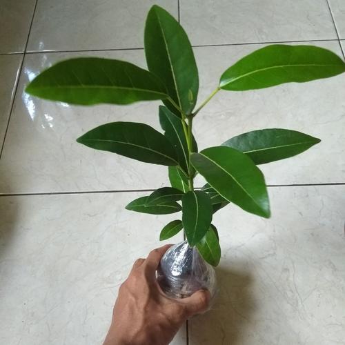 Jual bibit pohon tabebuya bunga pink / tanaman tabebuya pink - Kab ...
