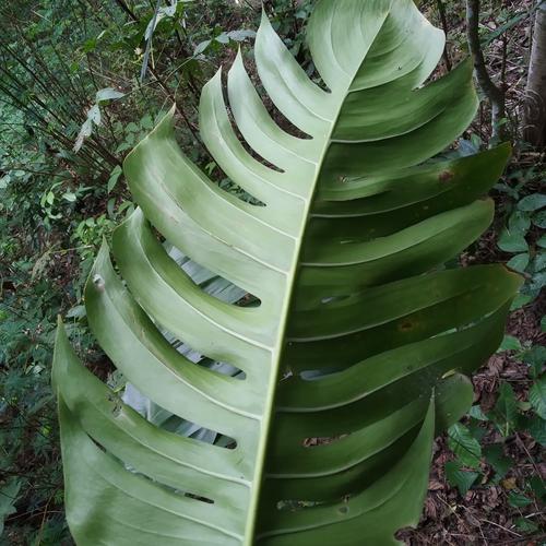 Jual daun ekor naga pres segar termurah - Hijau - Kab. Bandung Barat ...
