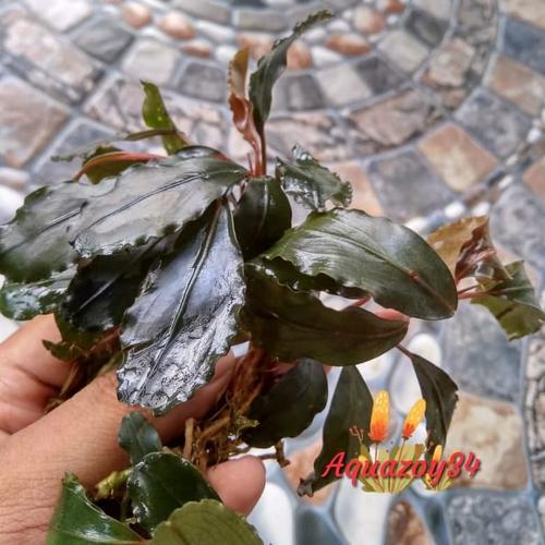 Jual Bucephalandra Theia Buce Tanaman Aquascape - Jakarta Timur ...